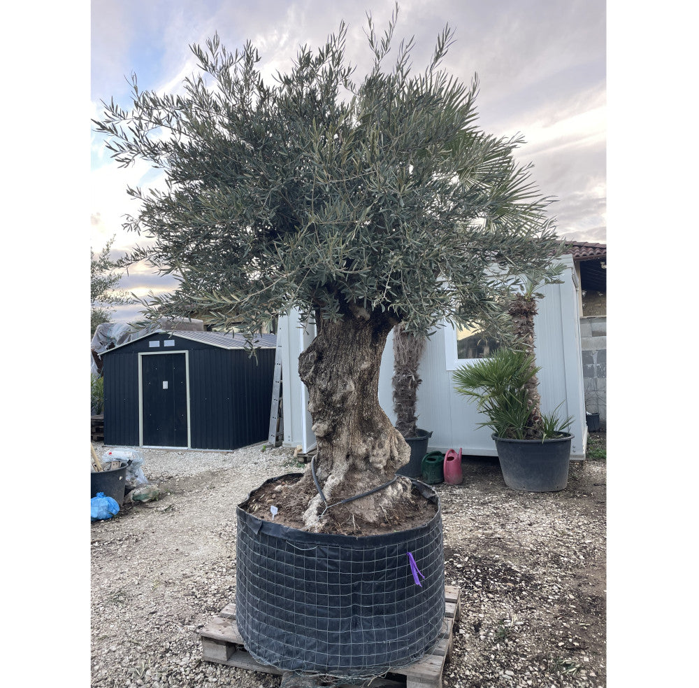 Olajfa - revolutionaruhaz